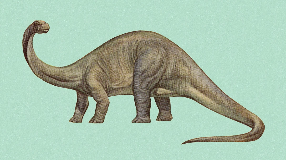 Brontosaurus | Sauropedia Wiki | Fandom