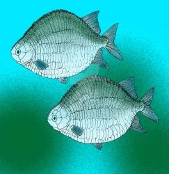 Platysomus | Sauropedia Wiki | Fandom