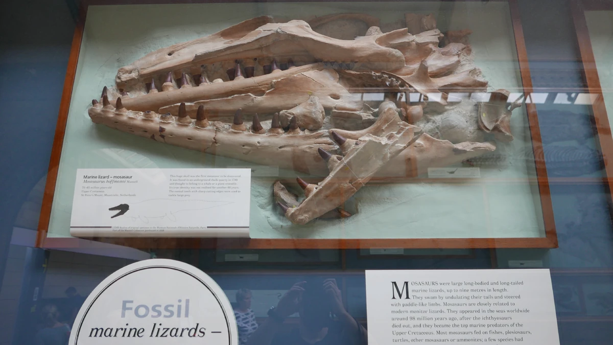 Mosasaurus | Sauropedia Wiki | Fandom