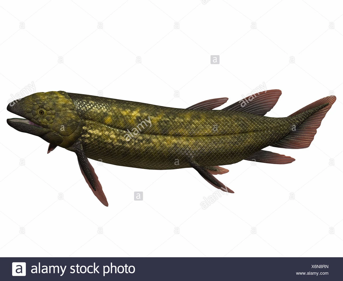 Dipterus | Sauropedia Wiki | Fandom