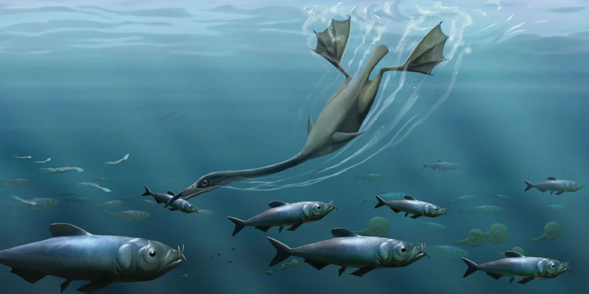 Baptornis | Sauropedia Wiki | Fandom