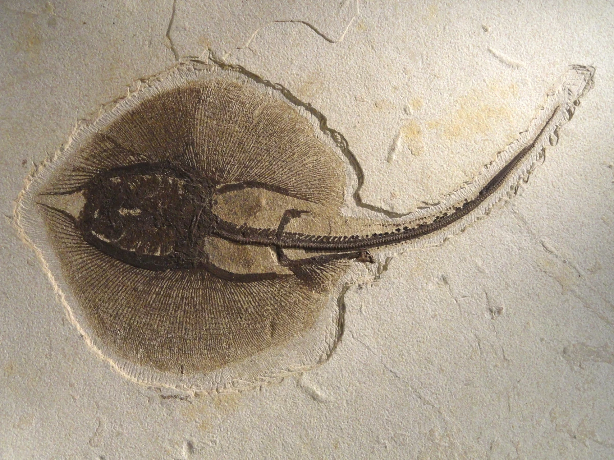 Heliobatis | Sauropedia Wiki | Fandom