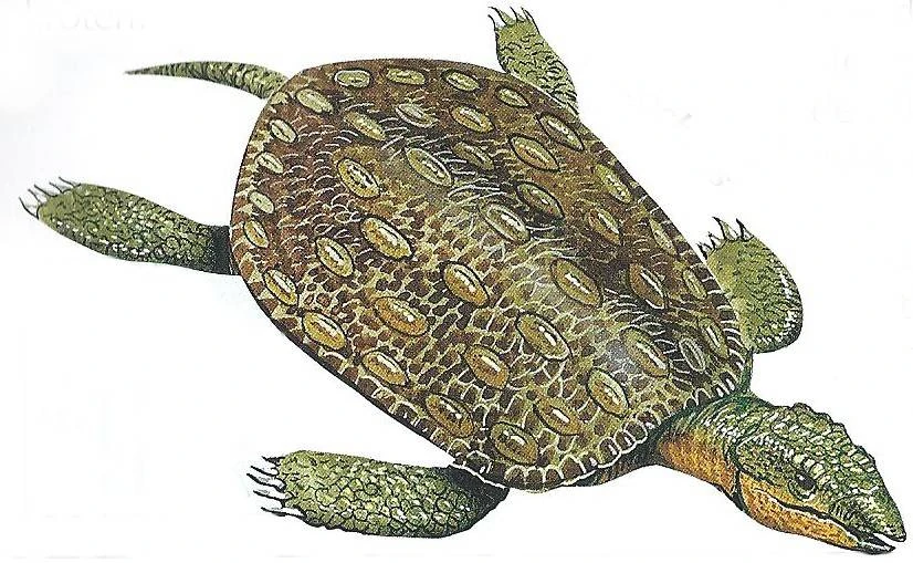 Placochelys | Sauropedia Wiki | Fandom