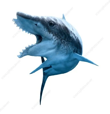 Edestus | Sauropedia Wiki | Fandom