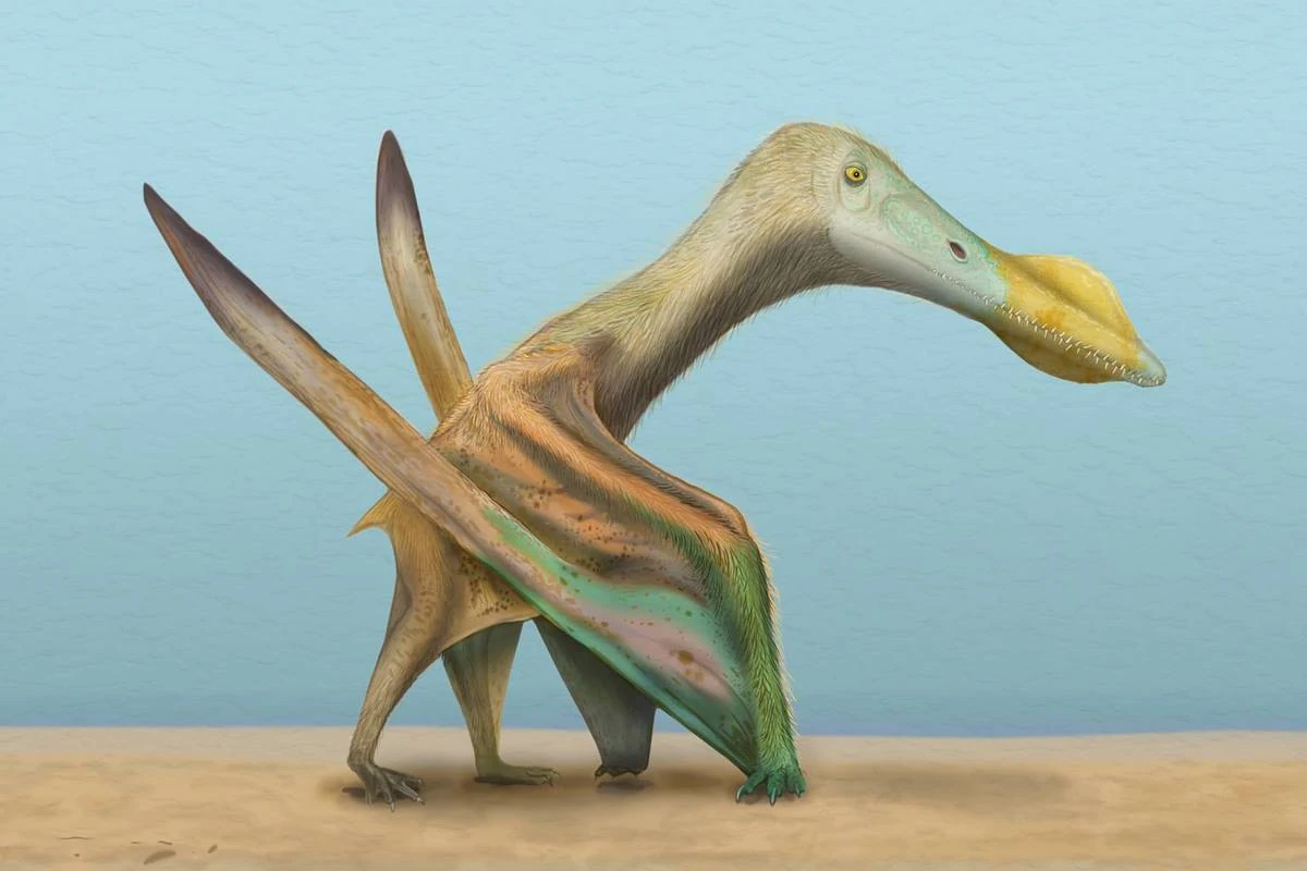 Cimoliopterus | Sauropedia Wiki | Fandom