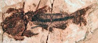 Hypsidoris | Sauropedia Wiki | Fandom