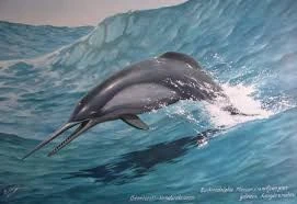 Prosqualodon | Sauropedia Wiki | Fandom