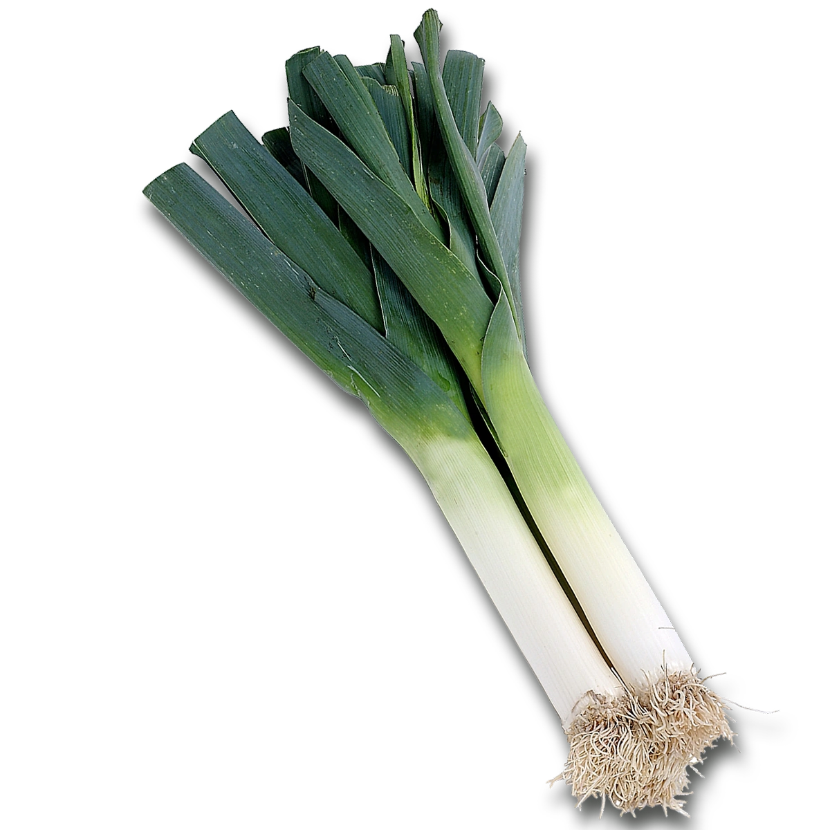 Poireau | Wikia Saveurs du monde | Fandom