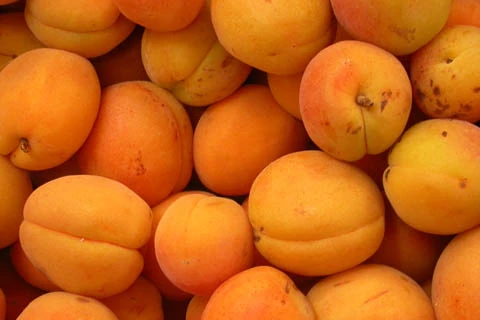 Abricot | Wikia Saveurs du monde | Fandom