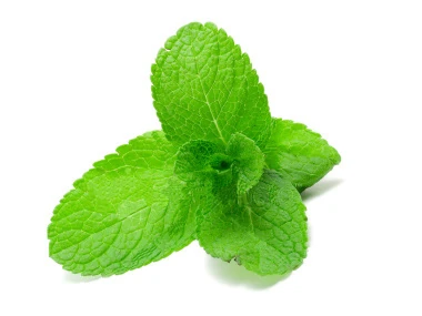 Menthe | Wikia Saveurs du monde | Fandom