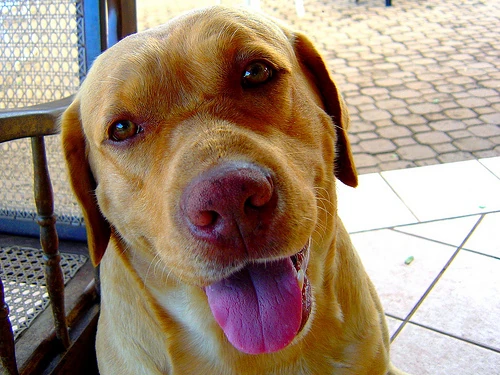 Labrador Retriever Rescue | Saving Dogs Wiki | Fandom