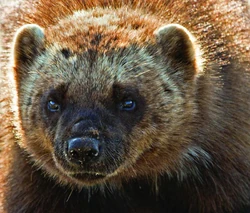 Lucky | Sandbox Survivor Wiki | Fandom