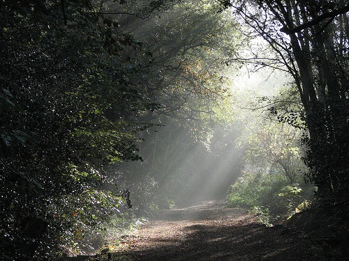 London Borough of Merton | Sustainable Community Action | Fandom