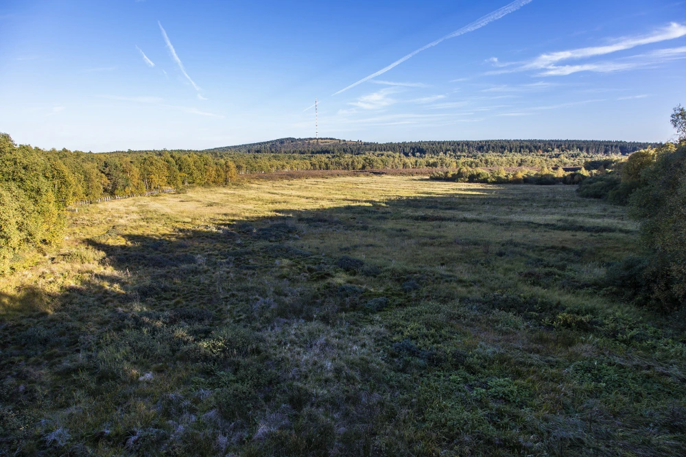 Das Rote Moor | ScaryWiki | Fandom