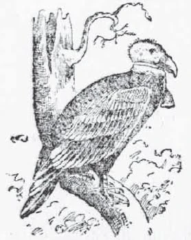 Belled Buzzard | ScaryWiki | Fandom