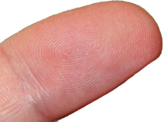 Die Fingerkuppe | ScaryWiki | Fandom