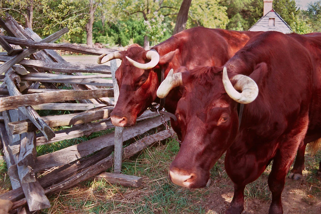 Der Wolfbauer von Niederbayern | ScaryWiki | Fandom