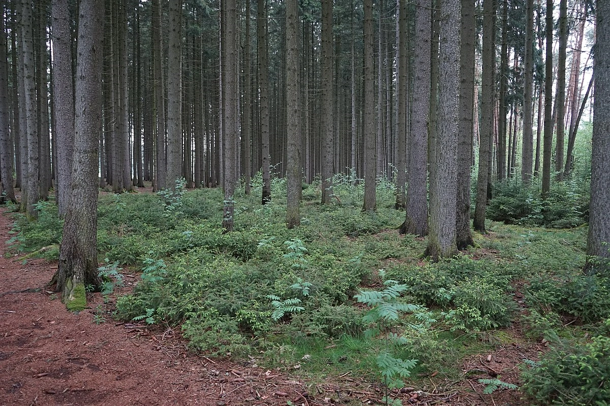 Wie der Hackelberg zum Wilden Jäger ward | ScaryWiki | Fandom