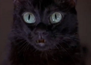 world's scariest cat