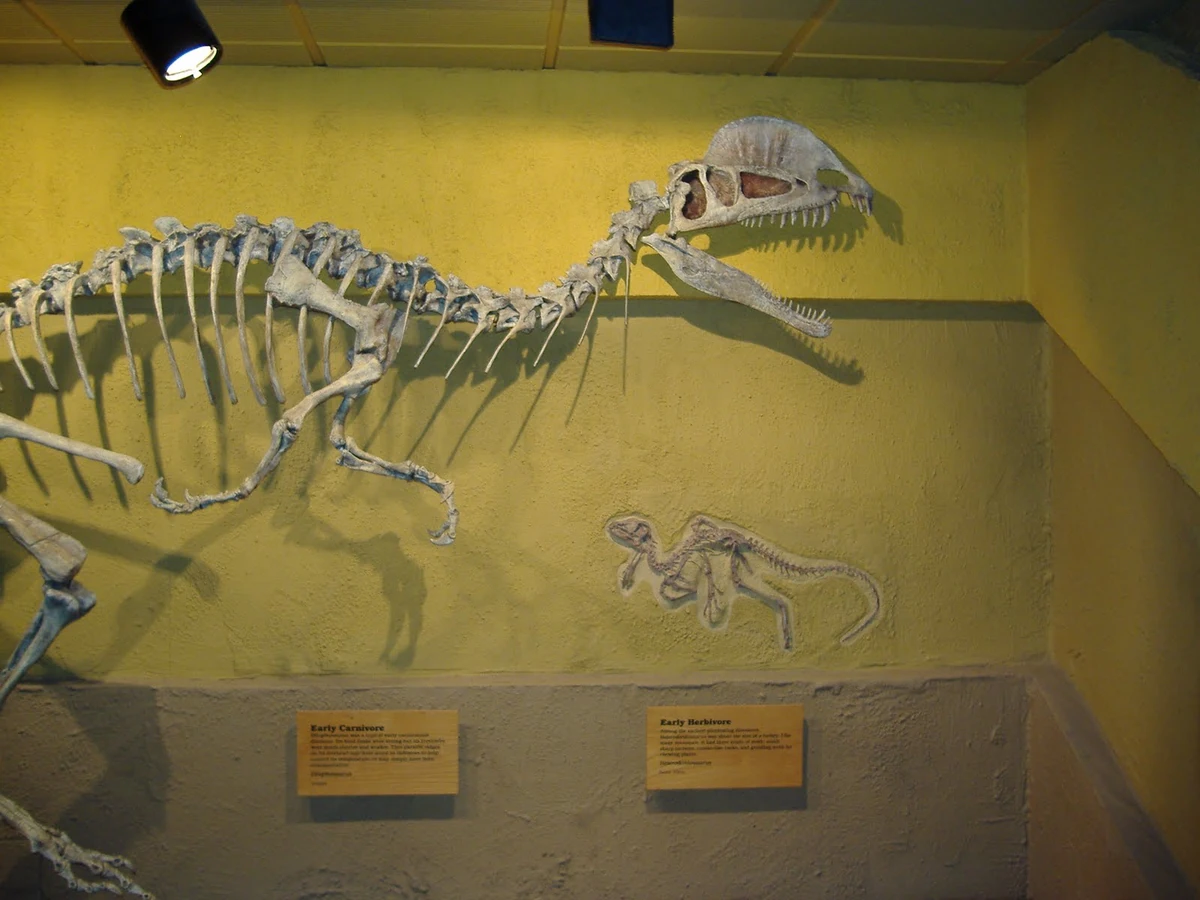 Dilophosaurus ("Two Crested Lizard") | Science 101 Wikia | Fandom