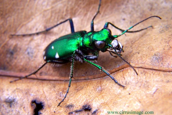 Animal Records | Science 101 Wikia | Fandom