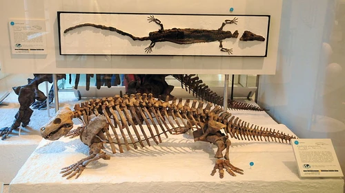 Диадекты | Наука | Fandom