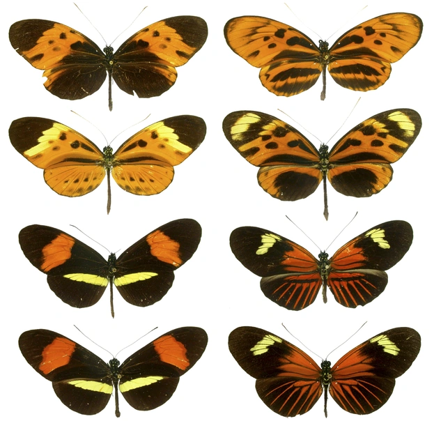 Heliconius | Наука | Fandom