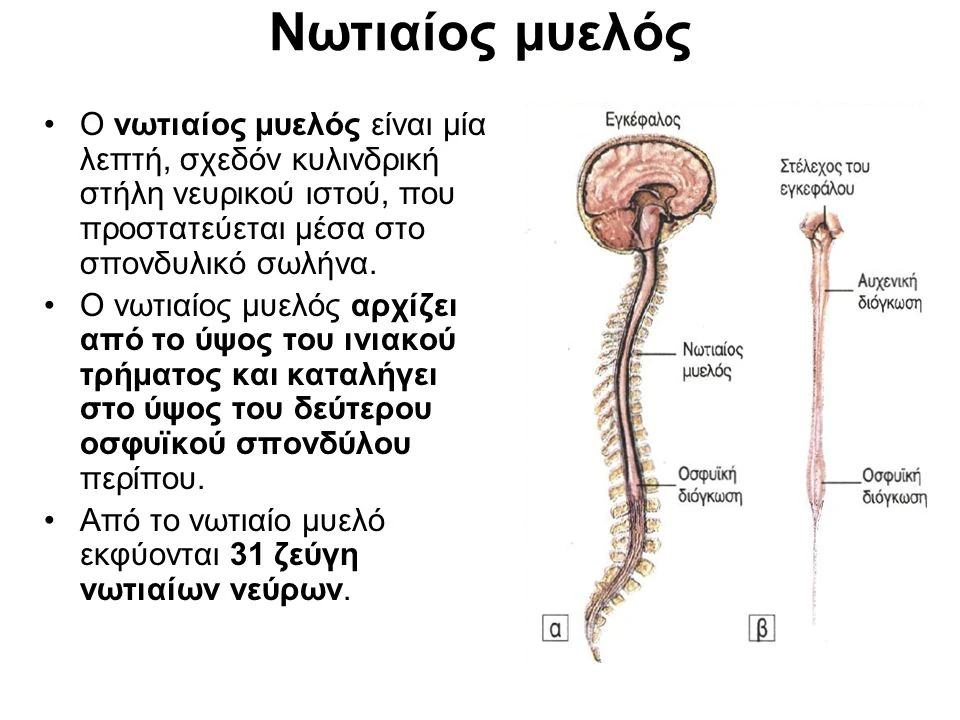 Νωτιαίος Μυελός | Science Wiki | Fandom