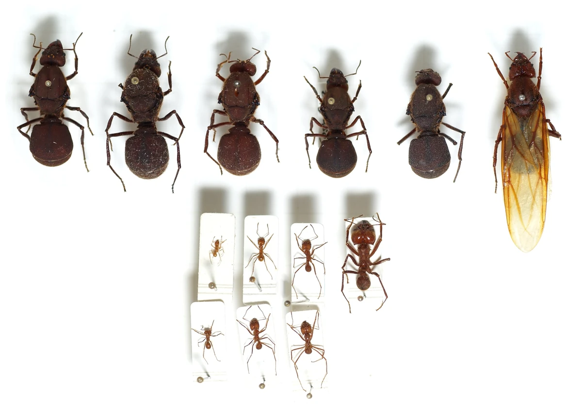 Atta | Наука | Fandom