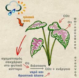 Φωτοσύνθεση | Science Wiki | Fandom