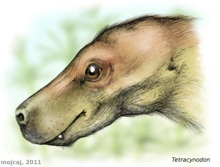 Тетрацинодон | Наука | Fandom