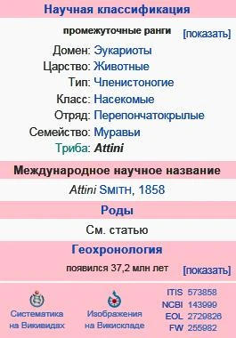 Attini | Наука | Fandom