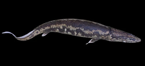 Пандерихтис | Наука | Fandom