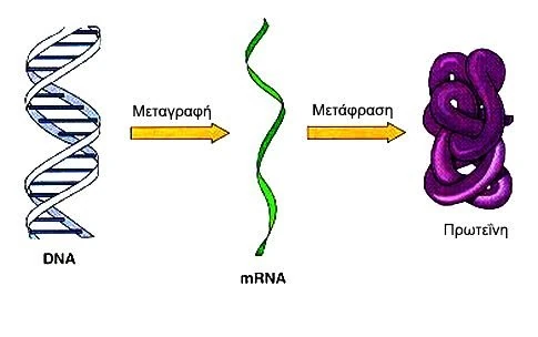 RNA | Science Wiki | Fandom