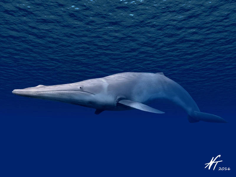 Yamatocetus | Наука | Fandom