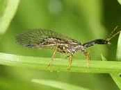 Petite Raphidie | Wiki Sciences | Fandom