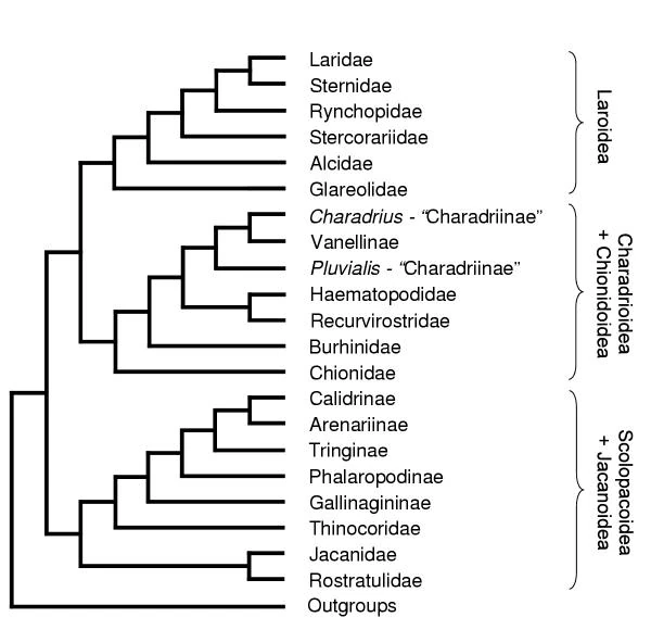 Classification de Sibley-Ahlquist | Wiki Sciences | Fandom
