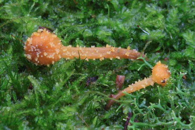 Neobarya agaricicola | Wiki Sciences | Fandom