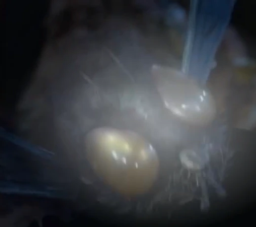 Fly Creature | Sci-fi fanfiction Wiki | Fandom