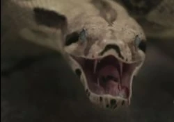 Zombie Snake | Syfy Wiki | Fandom