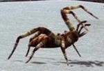 Ice Spiders Syfy