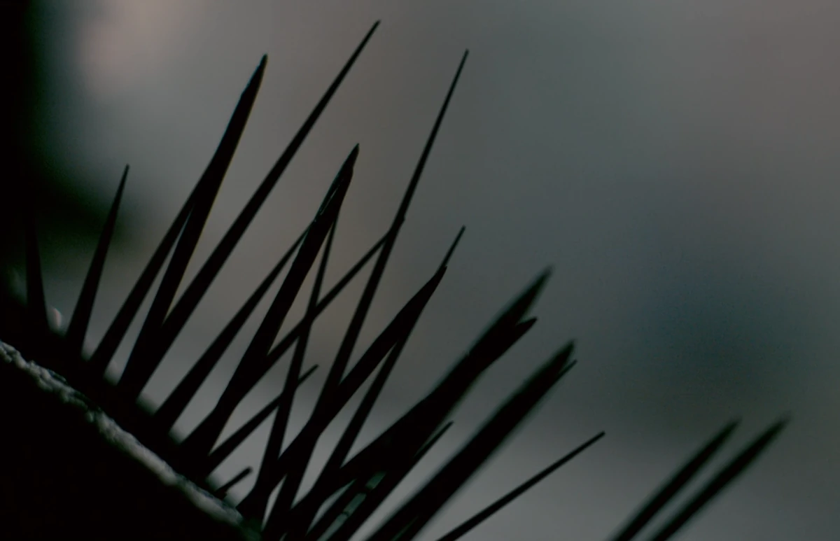 Splinter Fungus | Syfy Wiki | Fandom