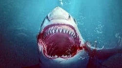 Bull Shark | Syfy Wiki | Fandom