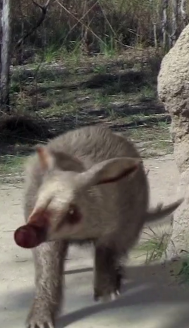 Zombie Aardvark (Zoombies 2) | Syfy Wiki | Fandom