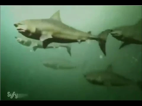 Dam Shark | Syfy Wiki | Fandom