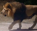 Zombie Lion | Syfy Wiki | Fandom