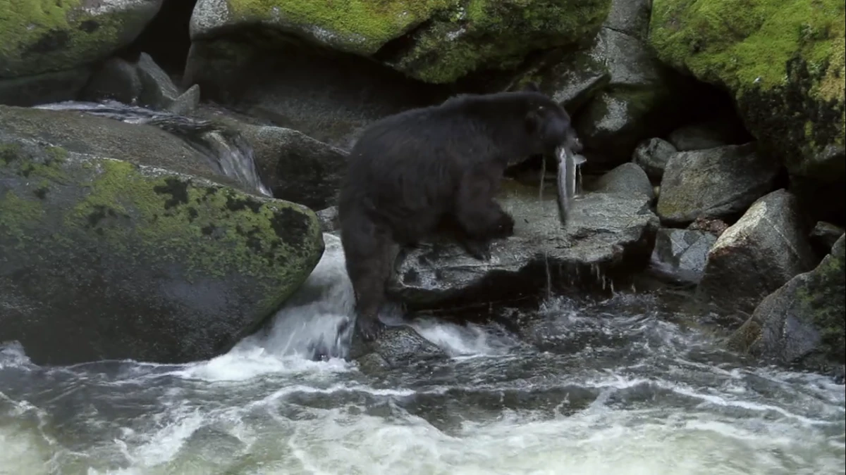 Bear (Bigfoot) | Syfy Wiki | Fandom