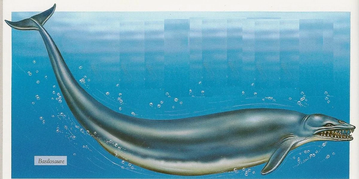 Basilosaurus | SciiFii Wiki | Fandom