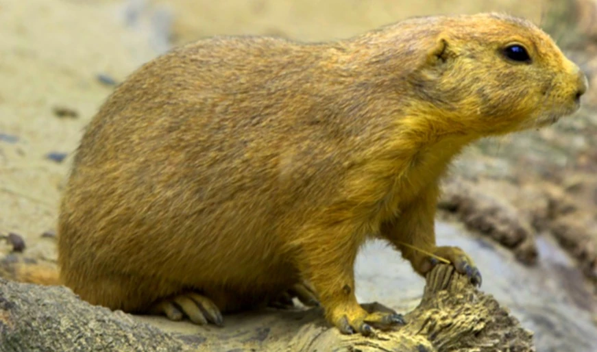 California prairie dog | SciiFii Wiki | Fandom