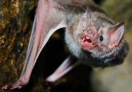 Stock's vampire bat | SciiFii Wiki | Fandom